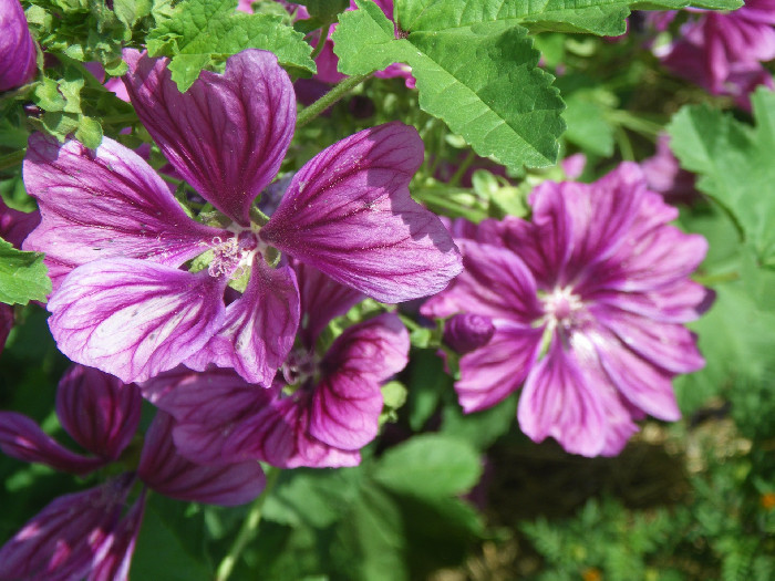 Mauretanische Malve ( Malve sylvestris ssp.mauritiana) :: Maria's Hof